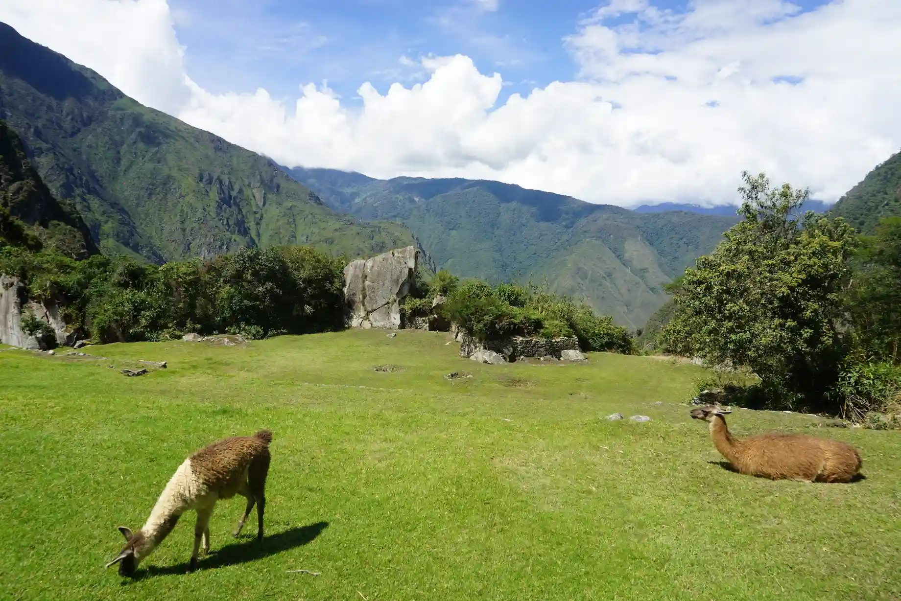 Incredible Andean camelid in Peru